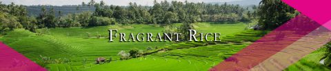 Fragrant Rice | Jasmine Food Corporation Sdn. Bhd.